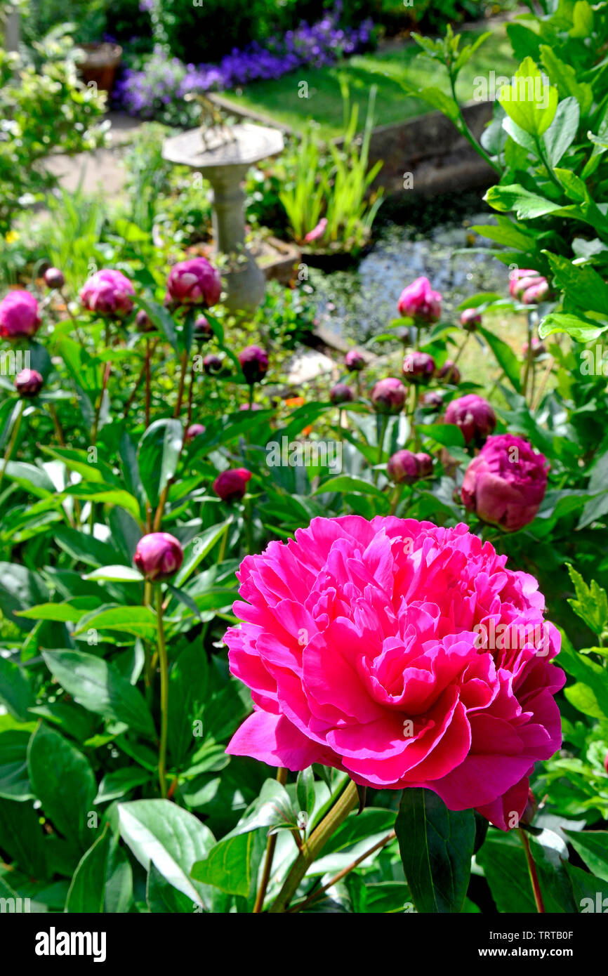 Pink Peony flower in a small garden Stock Photo - Alamy