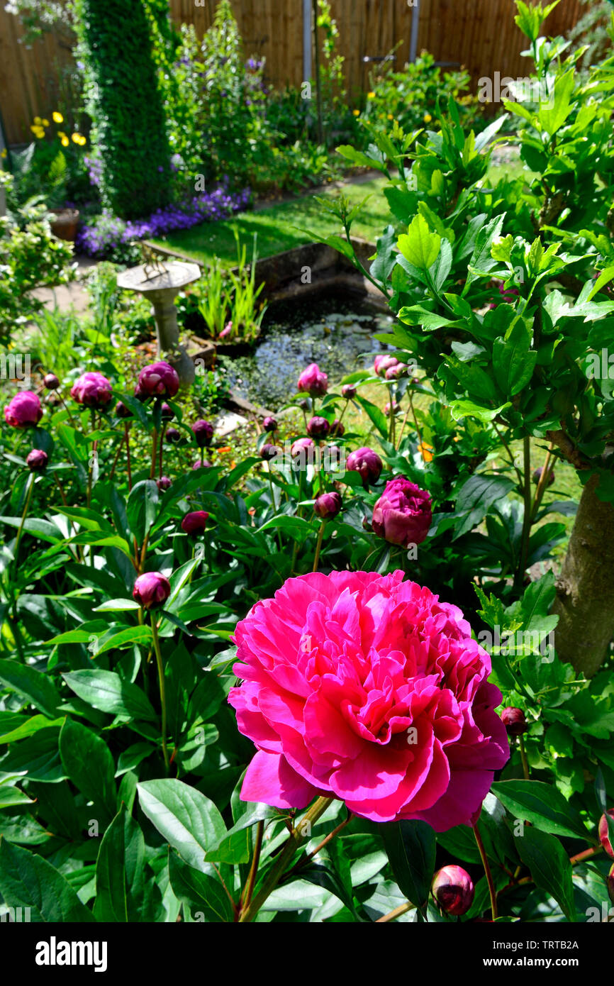 Peony flower garden hi-res stock photography and images - Alamy