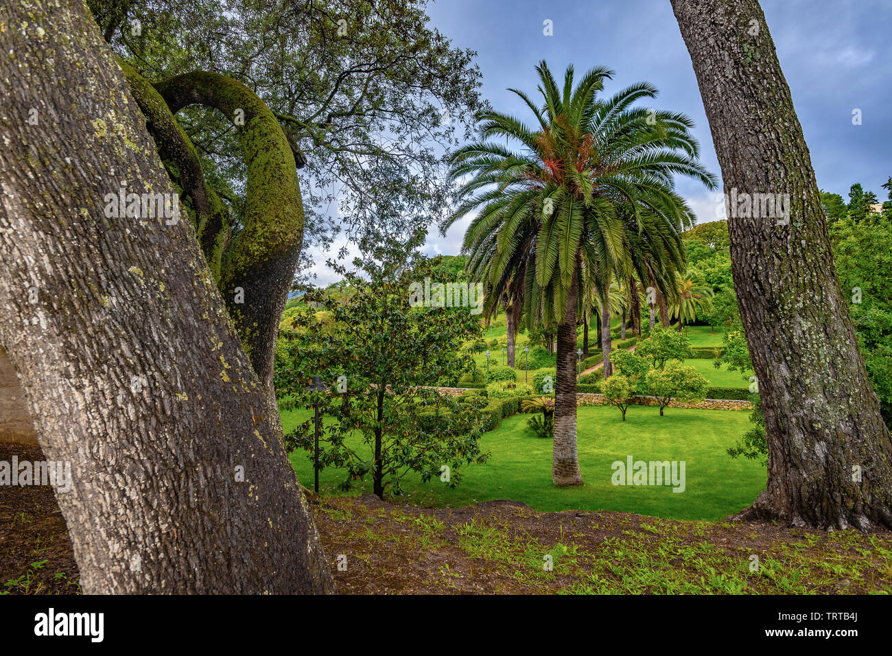 Italy Sardinia Sassari Monserrato Park palm Stock Photo - Alamy