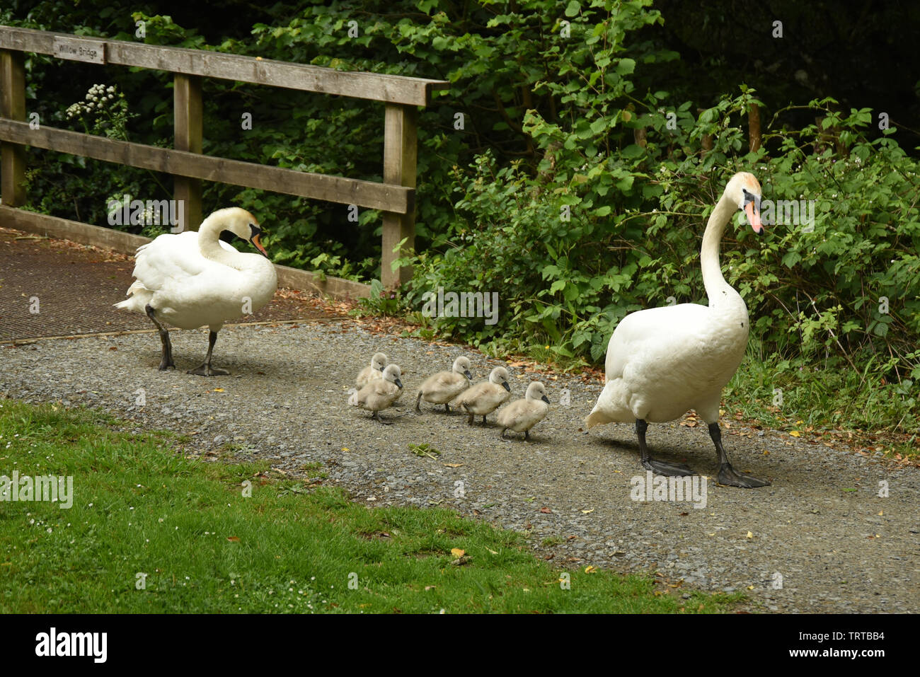 Baby swan walking hi-res stock photography and images - Alamy