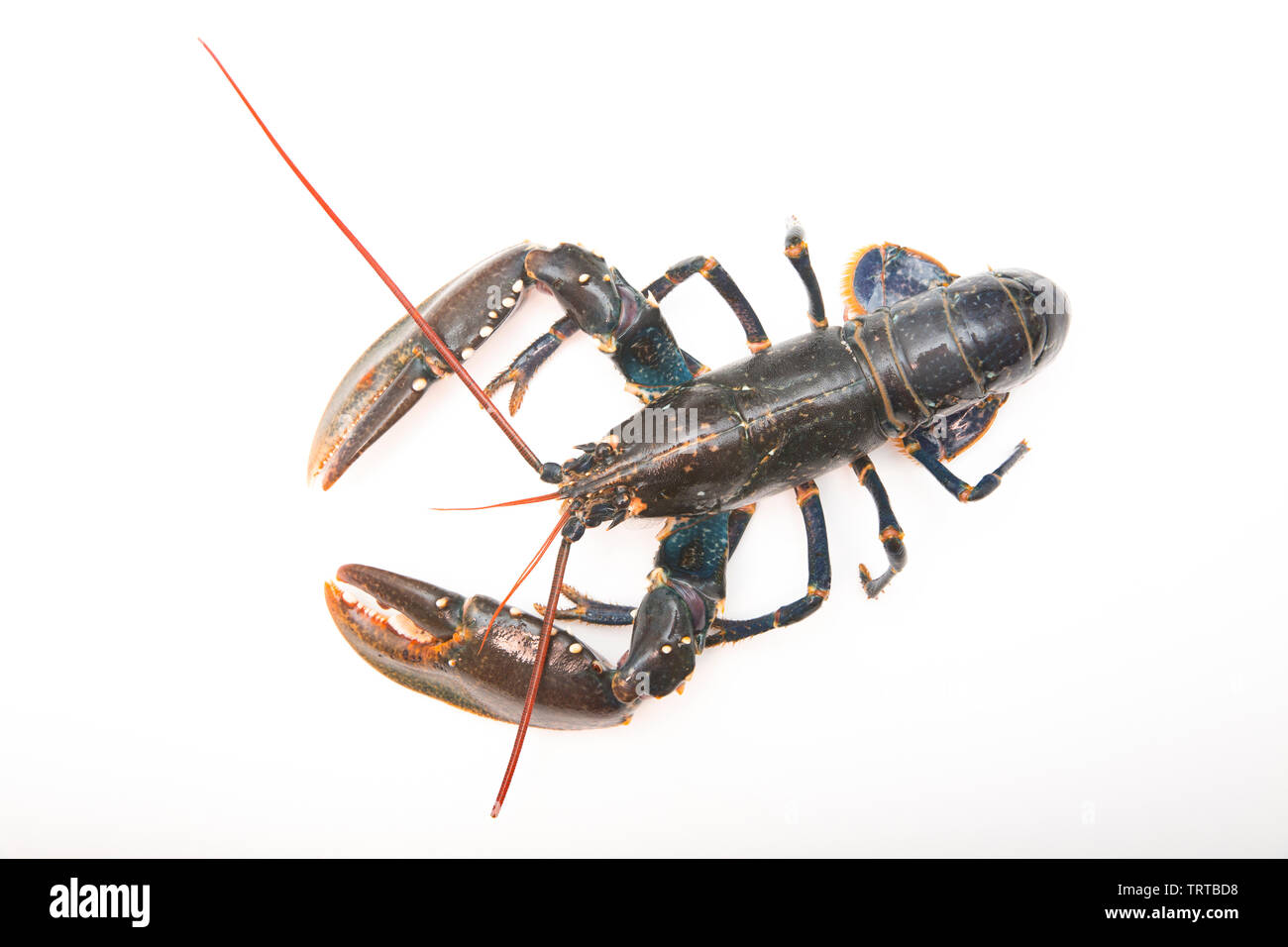 A live lobster, Homarus gammarus, that was caught in a lobster pot set ...