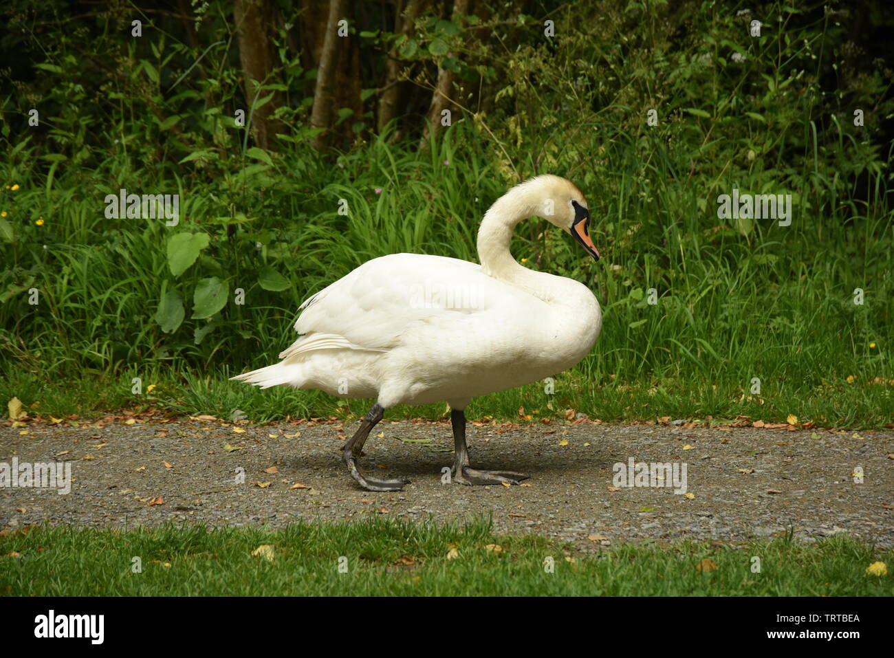 British swan hi-res stock photography and images - Alamy