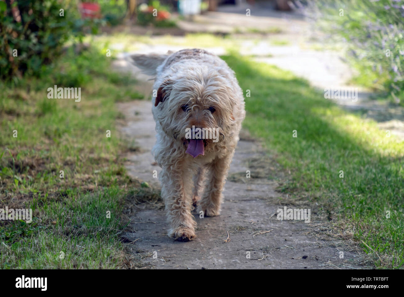 Hairy mutt hi-res stock photography and images - Alamy