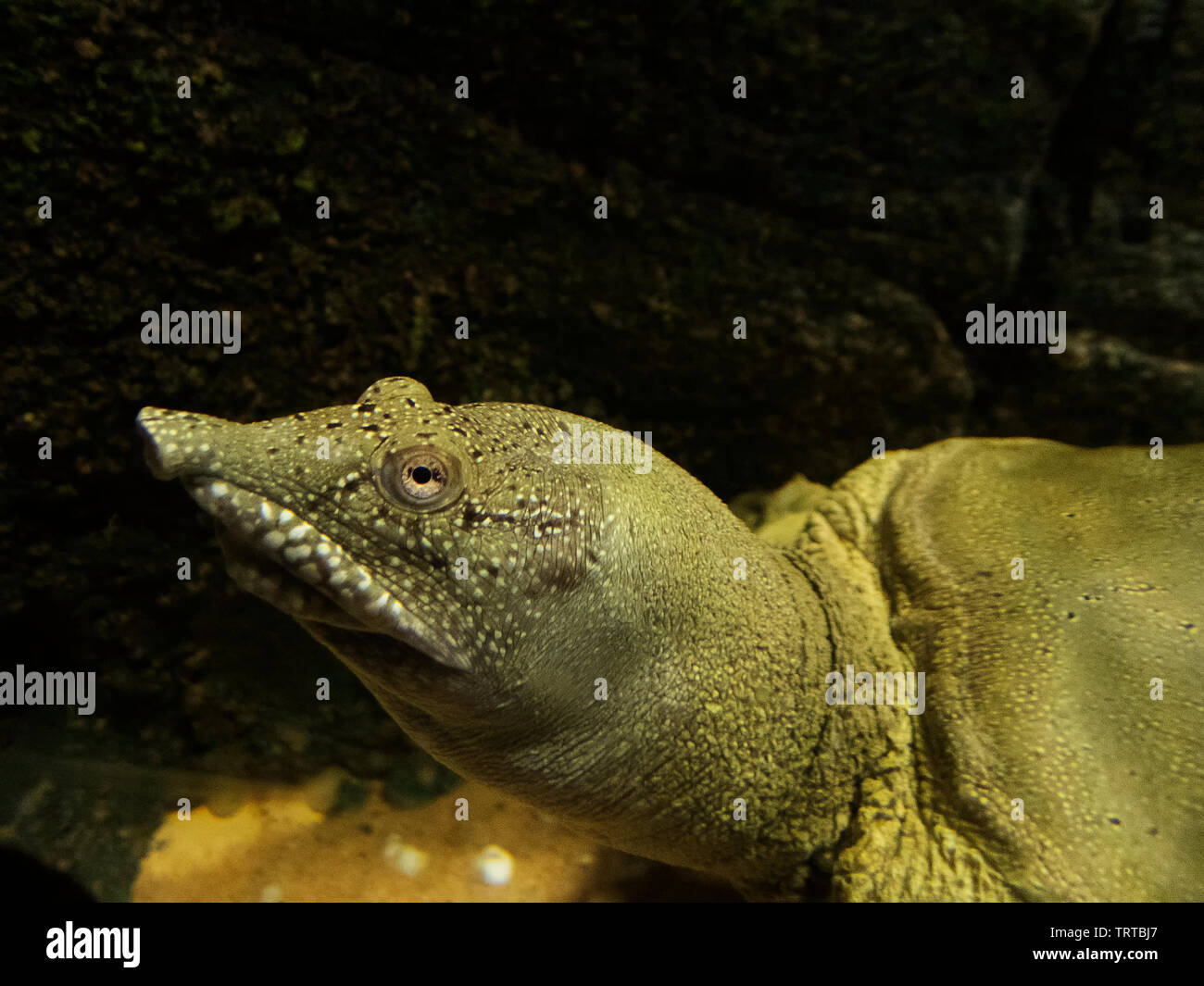 Close up of a Chinese Softshell Turtle (Pelodiscus sinensis Stock Photo ...