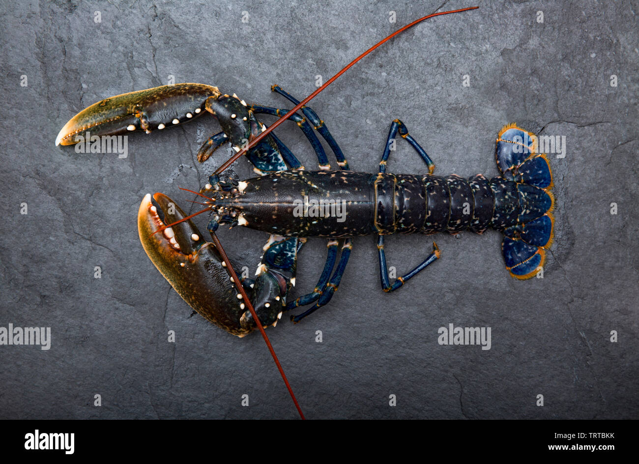 A live lobster, Homarus gammarus, that was caught in a lobster pot set ...