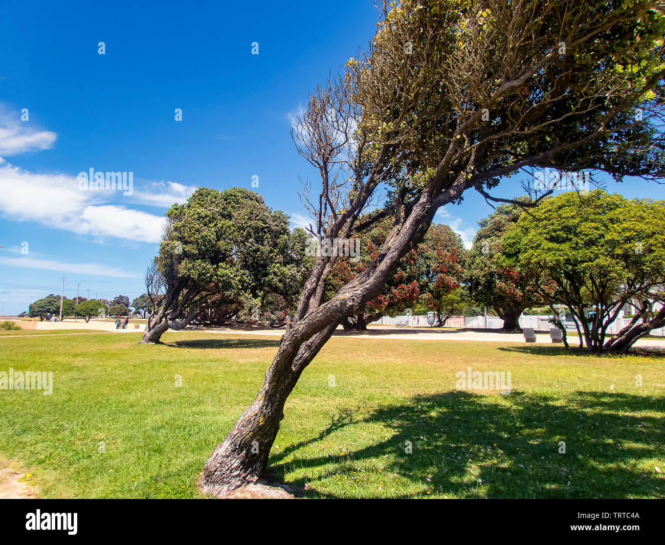 Windswept trees on the Atlantic coast at Matosinhos near Porto in ...