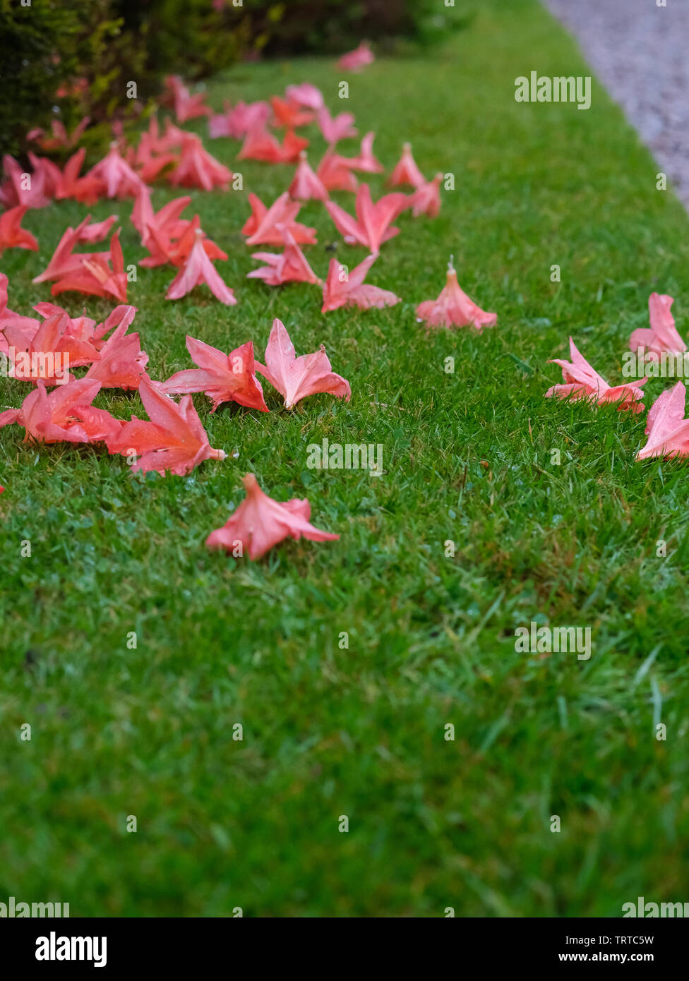 Flower petals on grass hi-res stock photography and images - Alamy