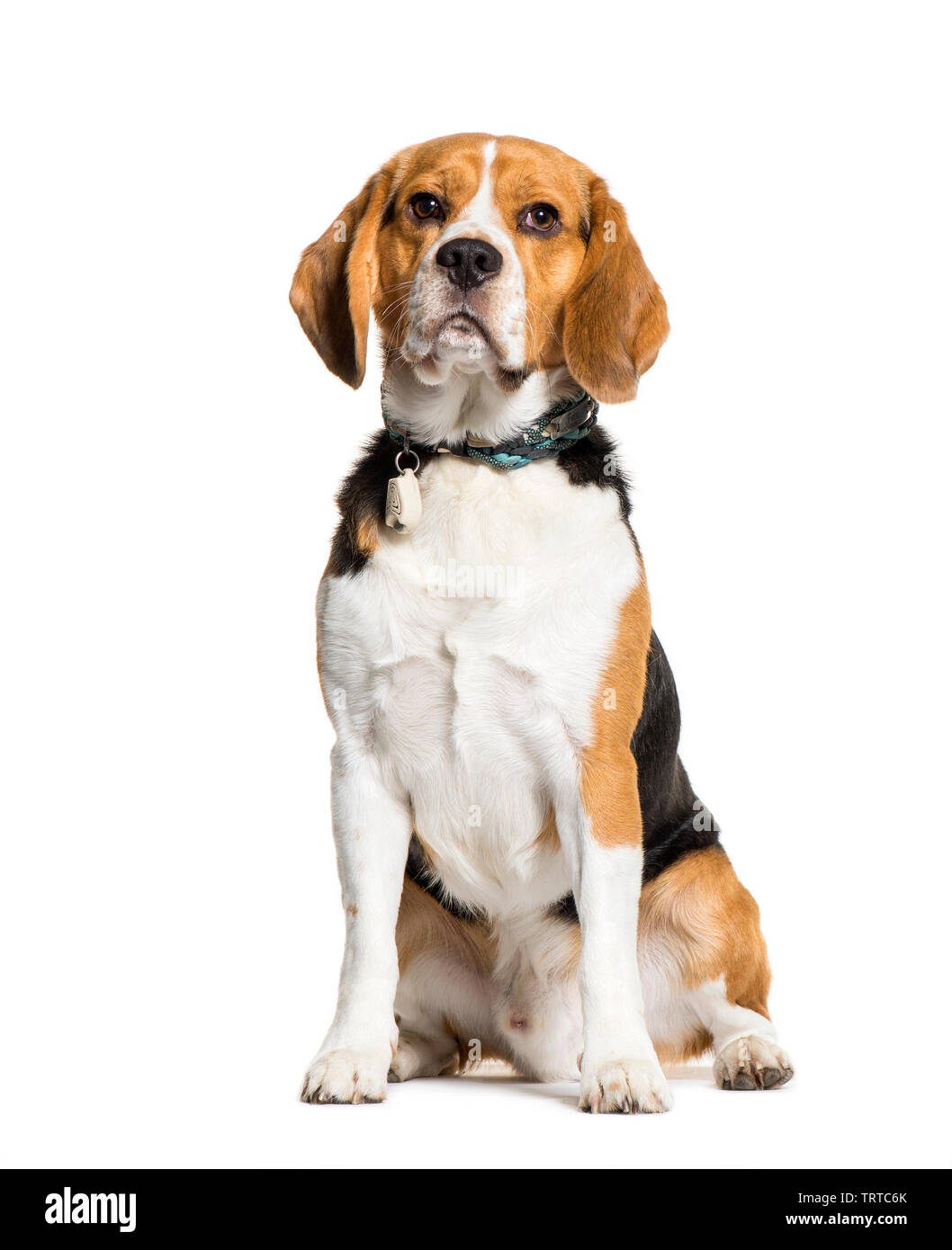 Beagle sitting in front of white background Stock Photo - Alamy