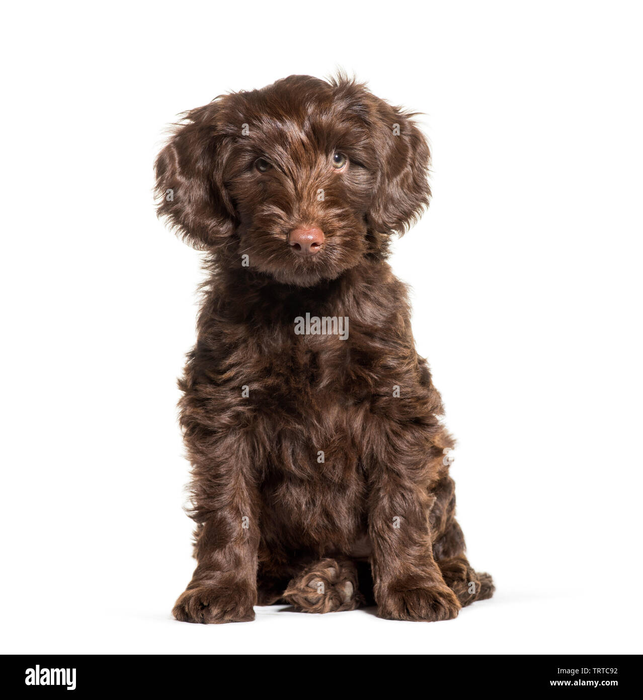Labradoodle canis lupus familiaris sitting Cut Out Stock Images ...