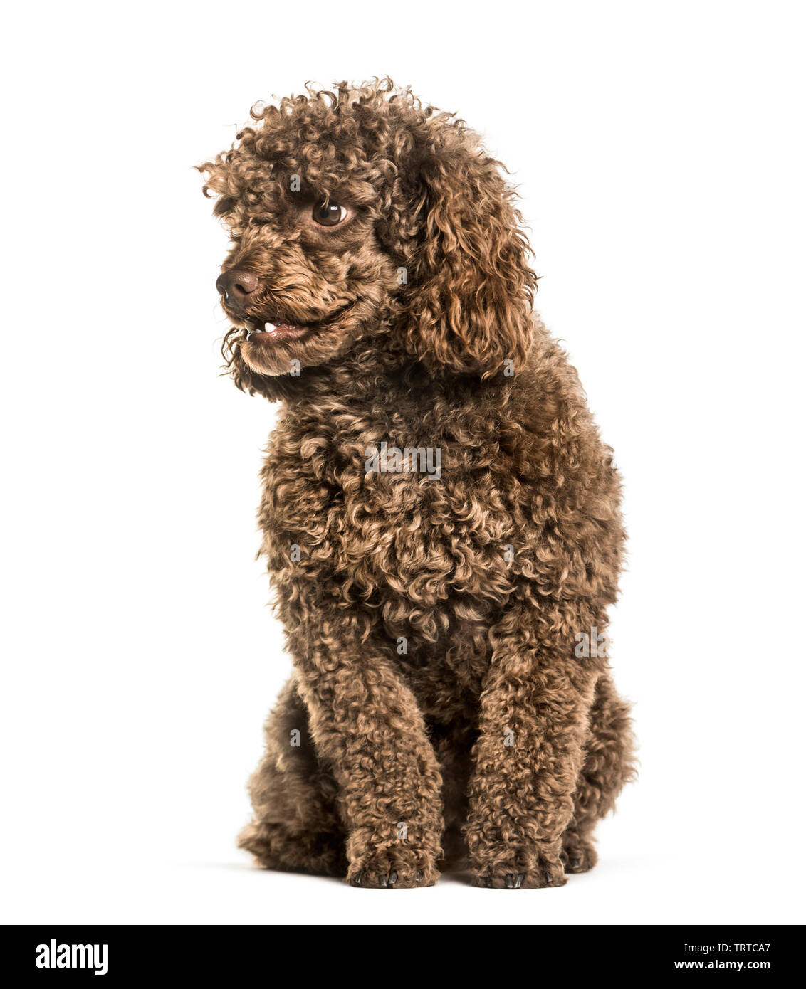 Toy poodle sitting against white background Stock Photo - Alamy