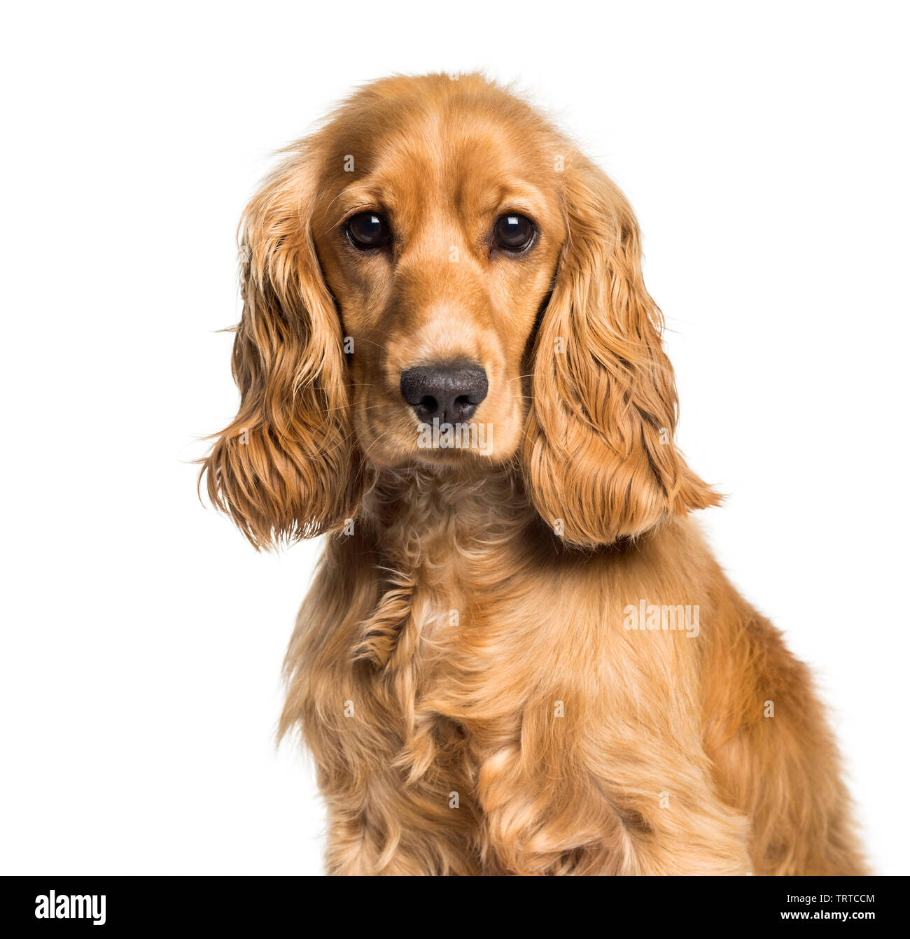 Cocker spaniel looking at camera against white background Stock Photo ...