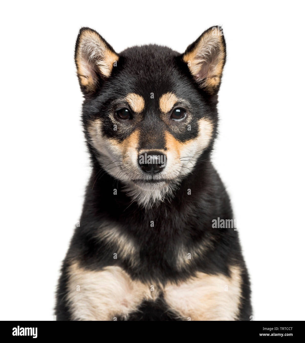 Young Shiba Inu looking at camera against white background Stock Photo ...