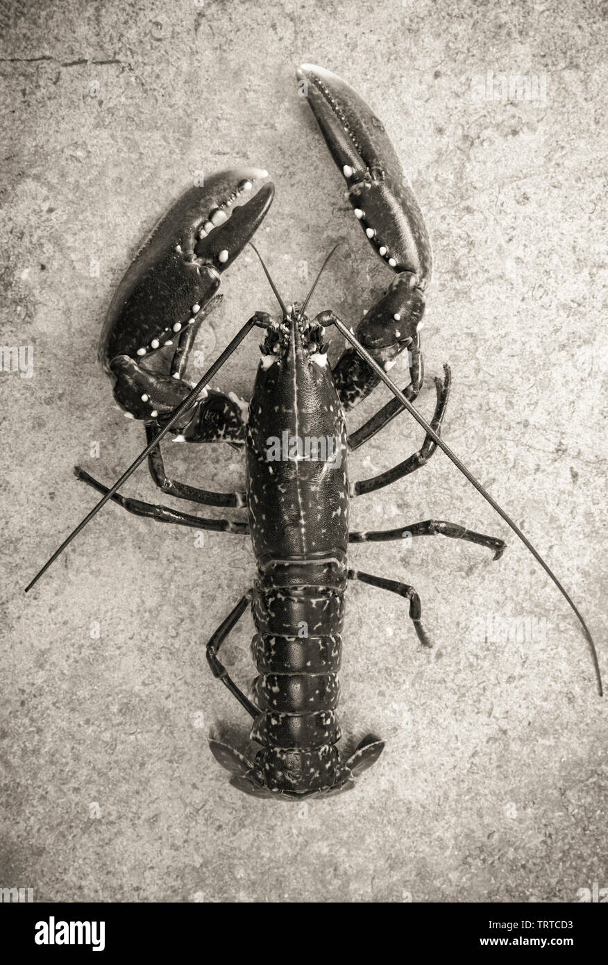 A live lobster, Homarus gammarus, that was caught in a lobster pot set ...