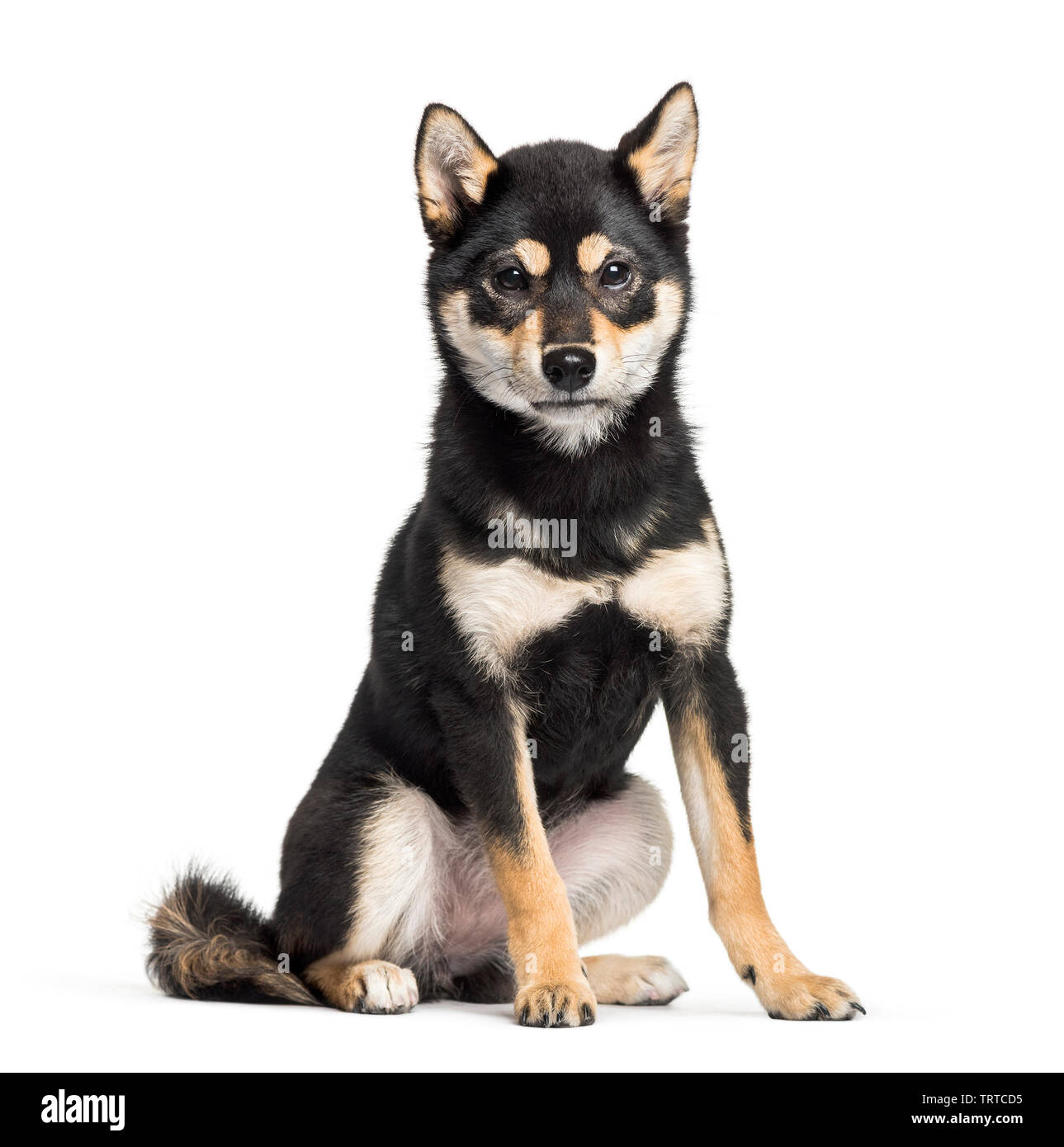 Young Shiba Inu sitting against white background Stock Photo - Alamy