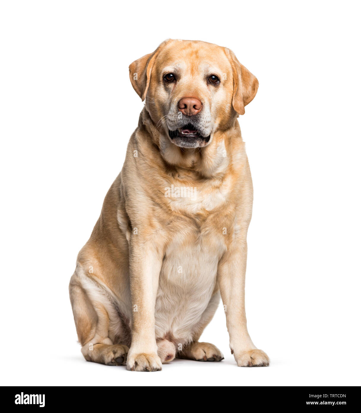Labrador sitting against white background Stock Photo - Alamy