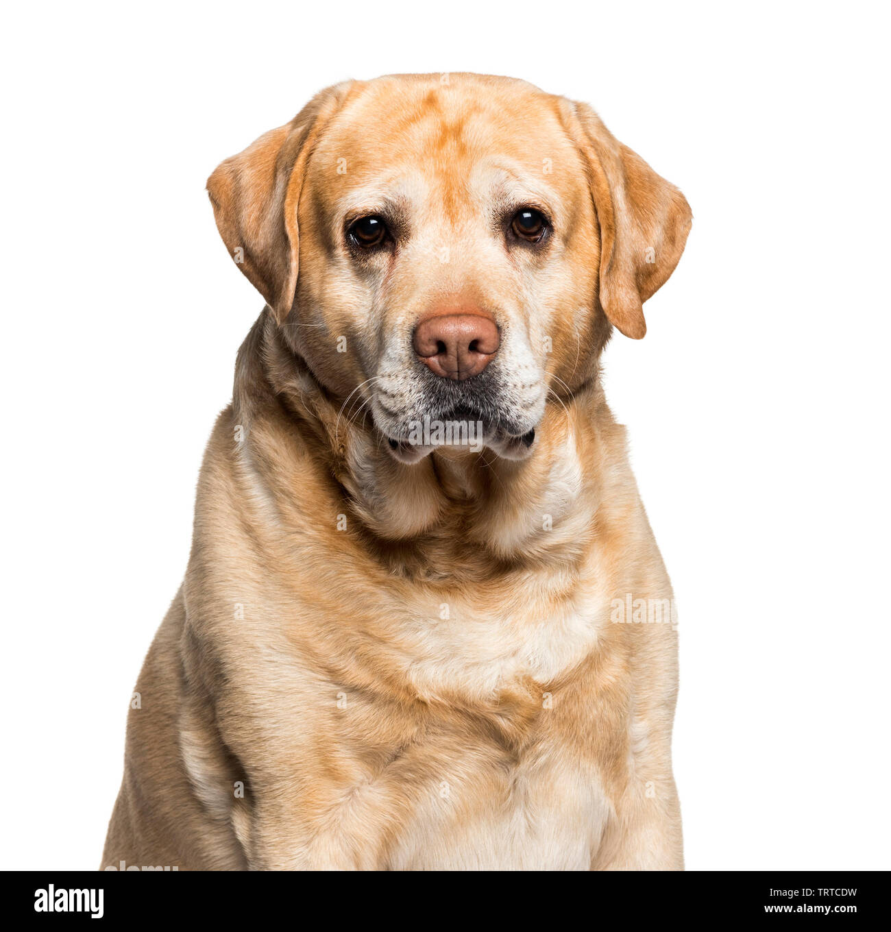 Labrador looking at camera against white background Stock Photo - Alamy