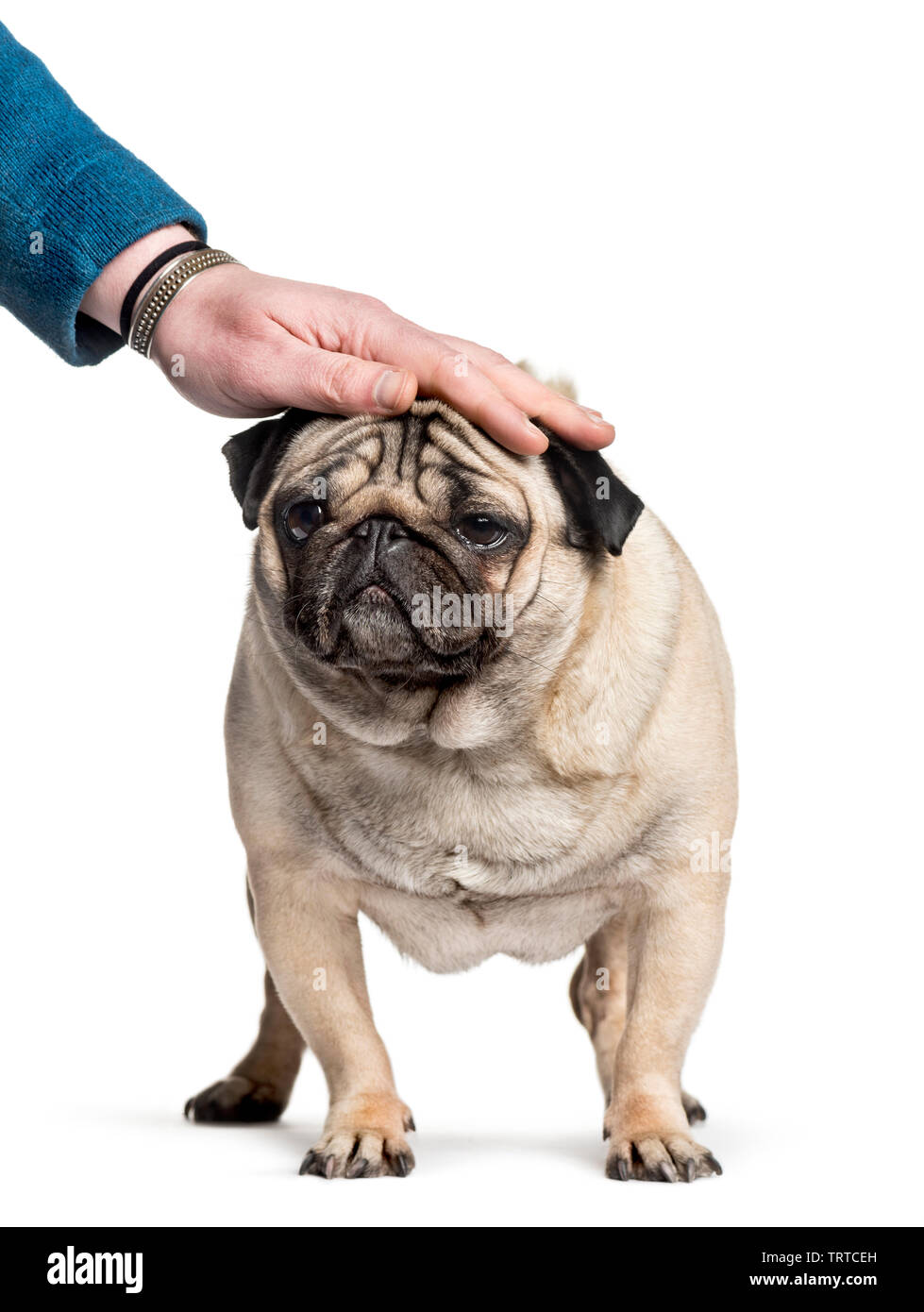 Being patted hi-res stock photography and images - Alamy