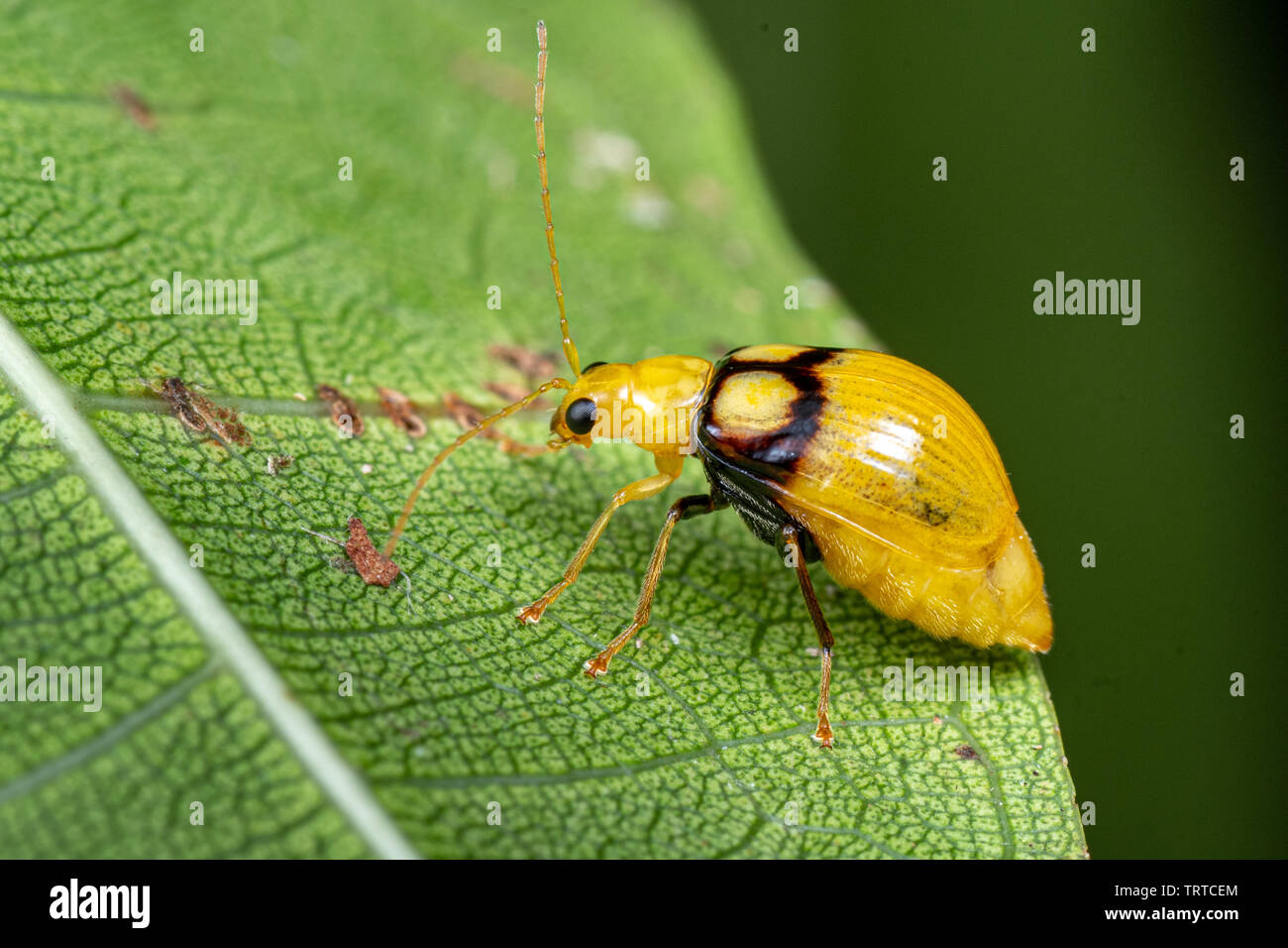 Monolepta, leaf beetle hi-res stock photography and images - Alamy