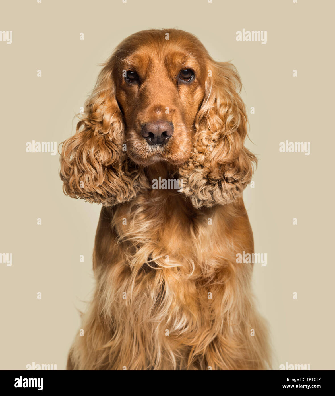 English Cocker Spaniel looking at camera against white background Stock ...