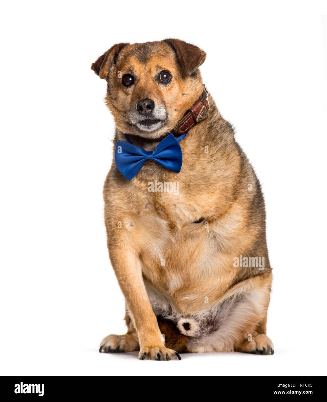 Amputated dog hi-res stock photography and images - Alamy
