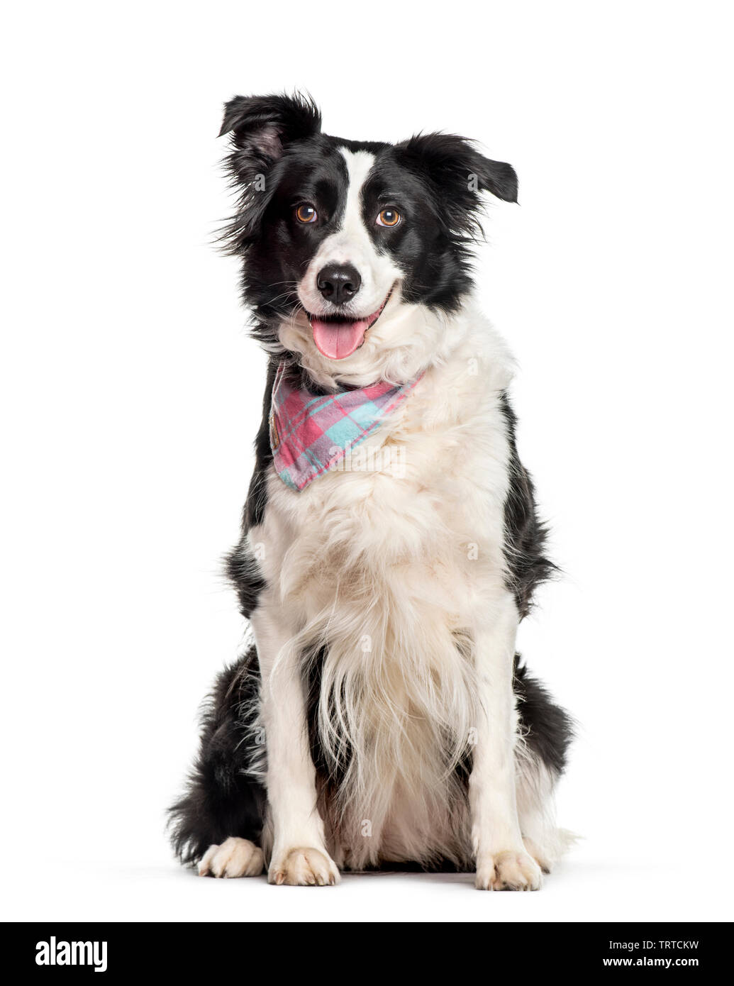 Border collie sitting against white background Stock Photo - Alamy