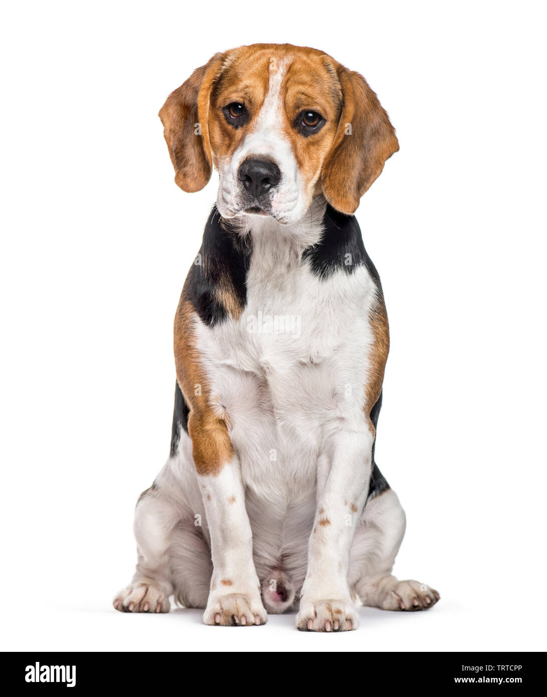 Beagle dog sitting hi-res stock photography and images - Alamy