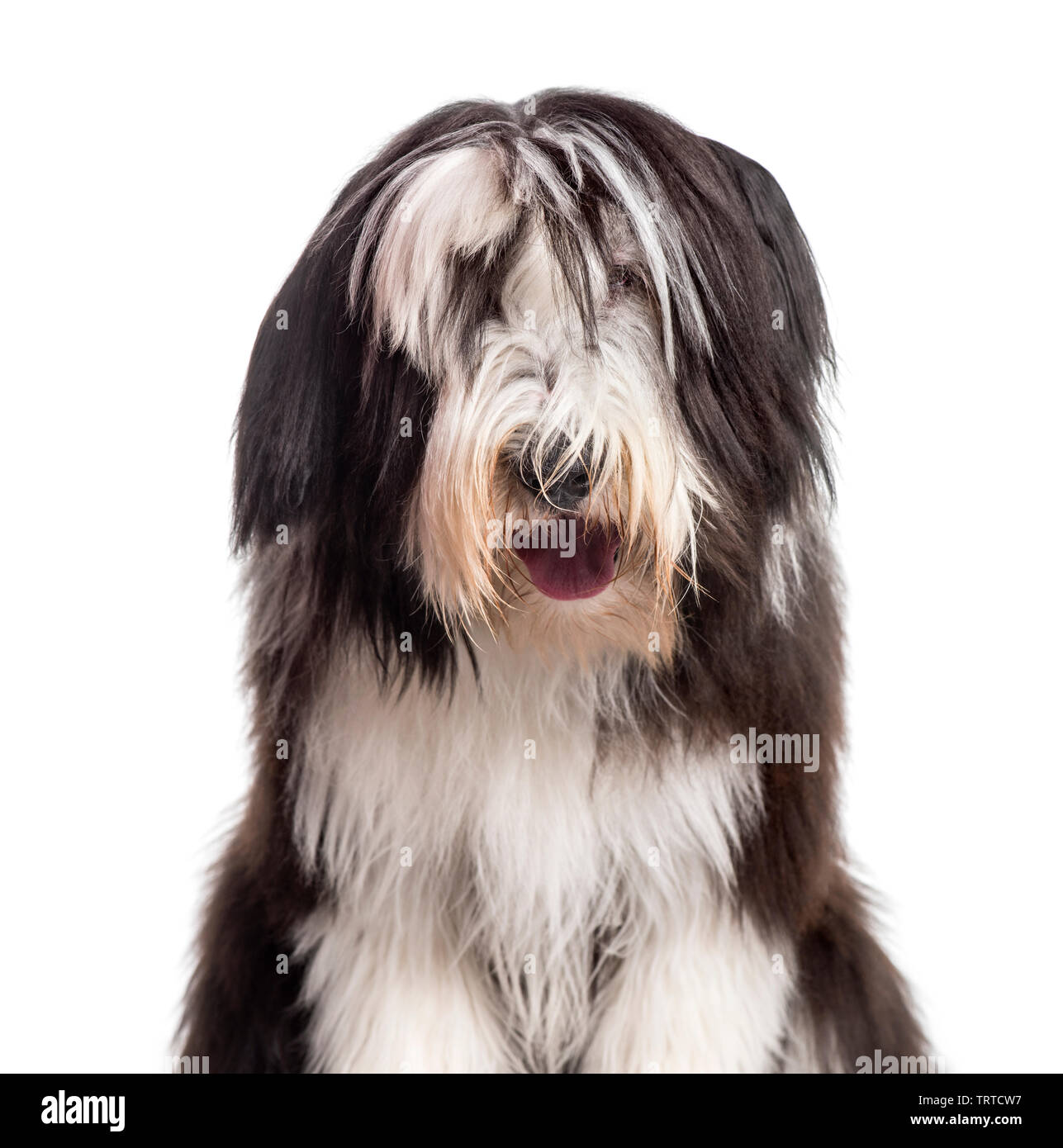 Bearded Collie looking at camera against white background Stock Photo ...