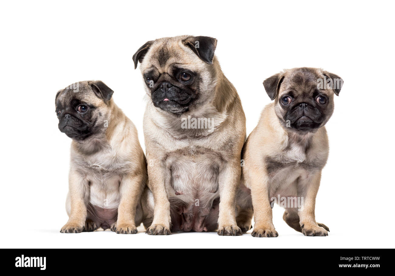 mother Pug and her puppies sitting against white background Stock Photo ...