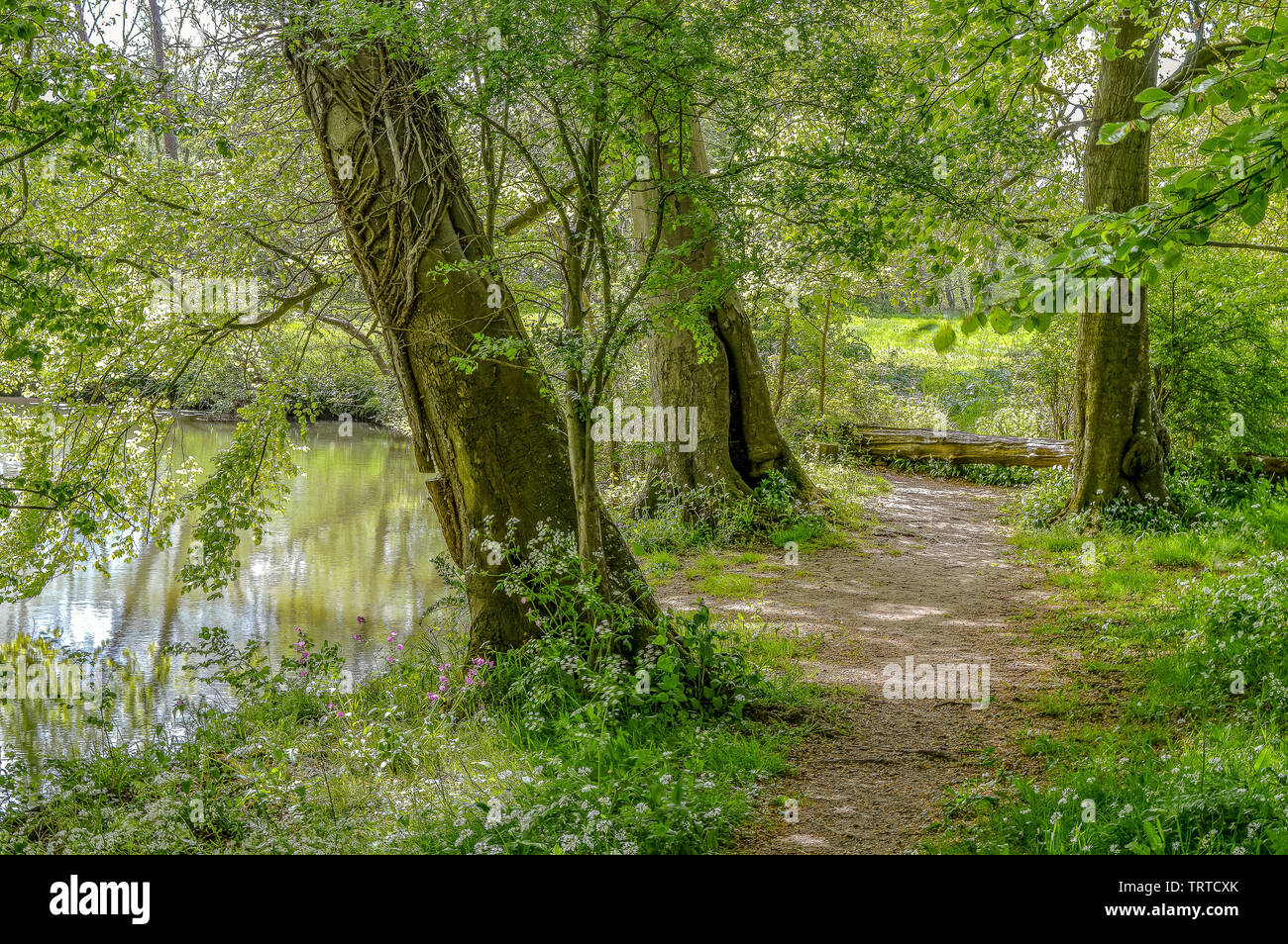 Rode somerset hi-res stock photography and images - Alamy