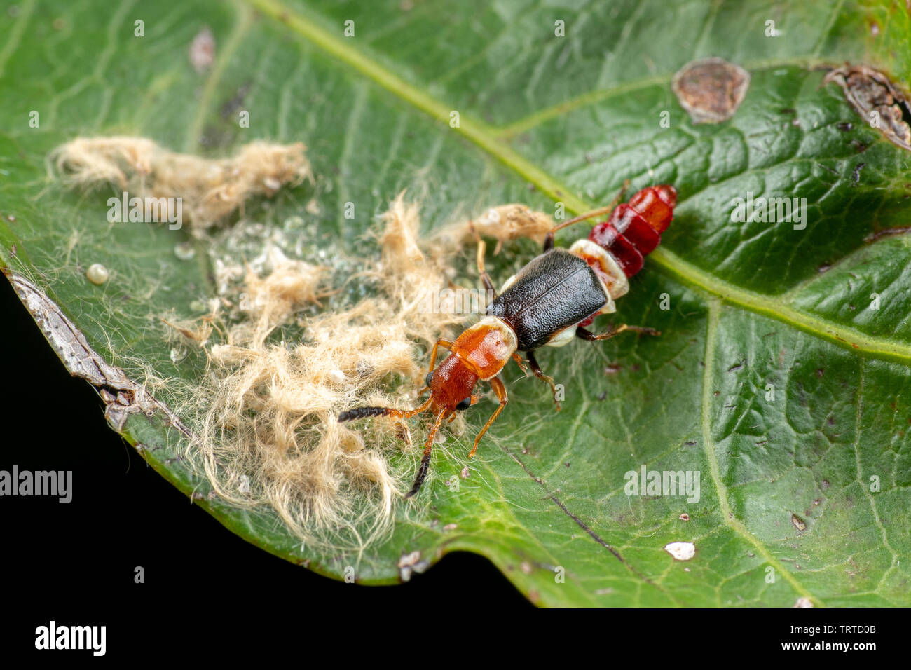 Moth eggs hi-res stock photography and images - Alamy