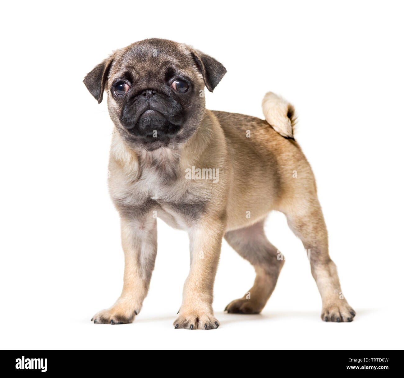 Pug Puppy standing against white background Stock Photo - Alamy