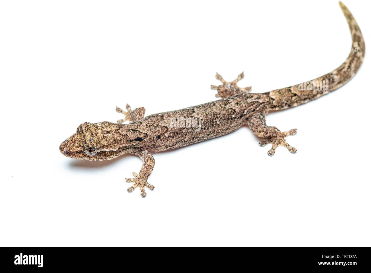 Lepidodactylus lugubris, the mourning gecko, showing scales and ...