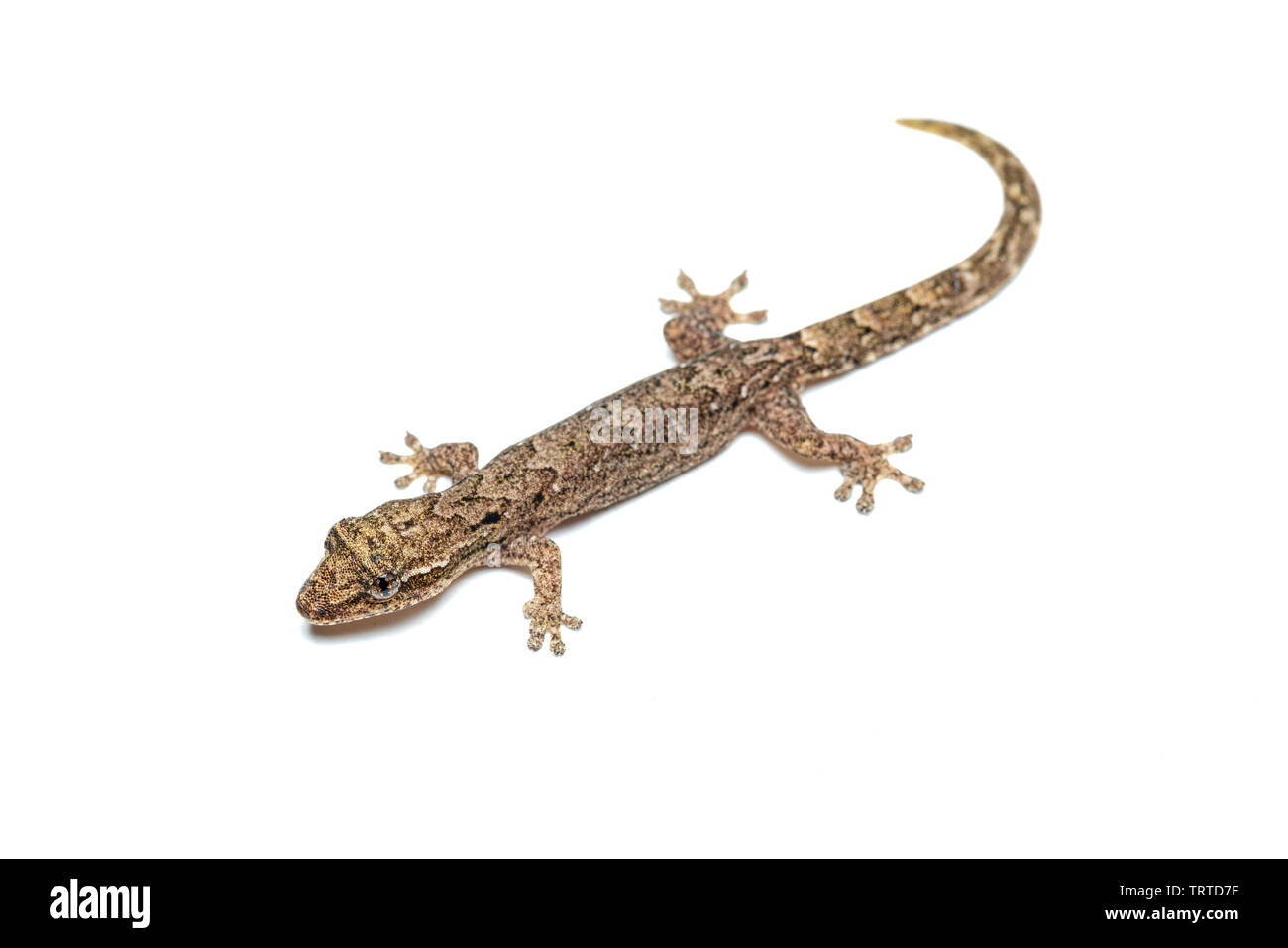 Lepidodactylus lugubris, the mourning gecko, showing scales and ...