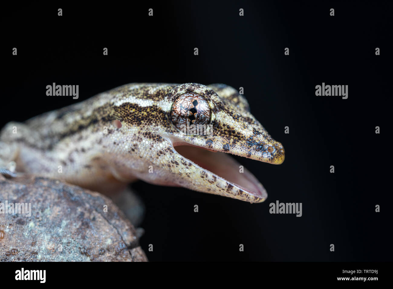 Lepidodactylus lugubris, the mourning gecko, with mouth open showing ...