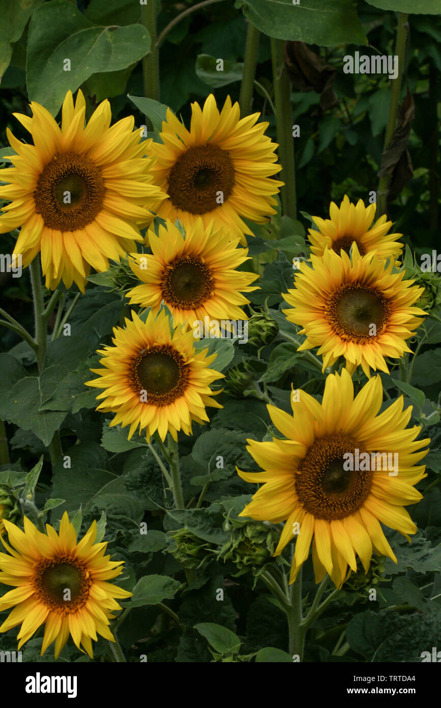 a group of blooming sunflowers in a garden Stock Photo - Alamy