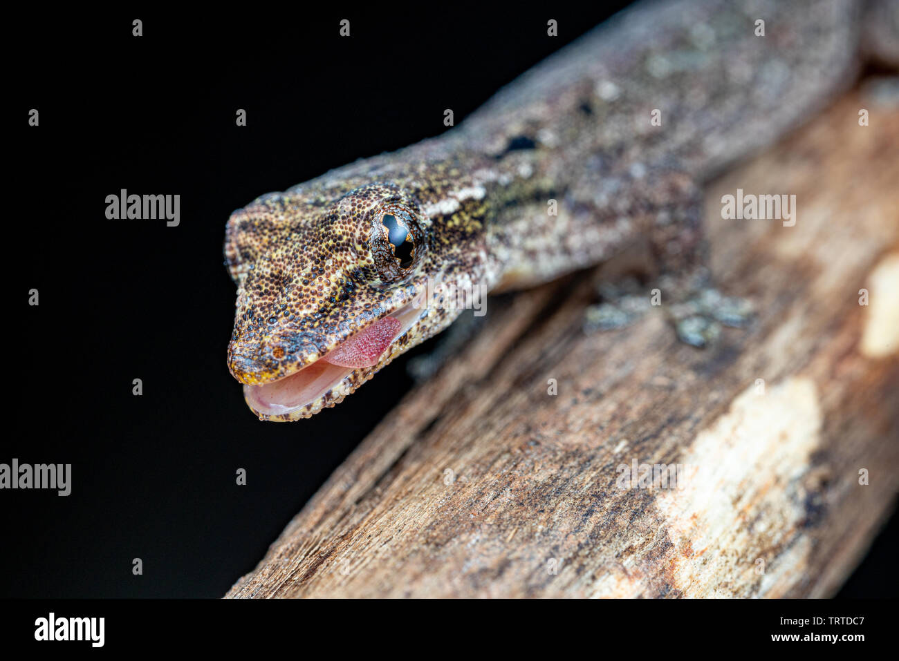 Lepidodactylus lugubris, the mourning gecko, with mouth open showing ...
