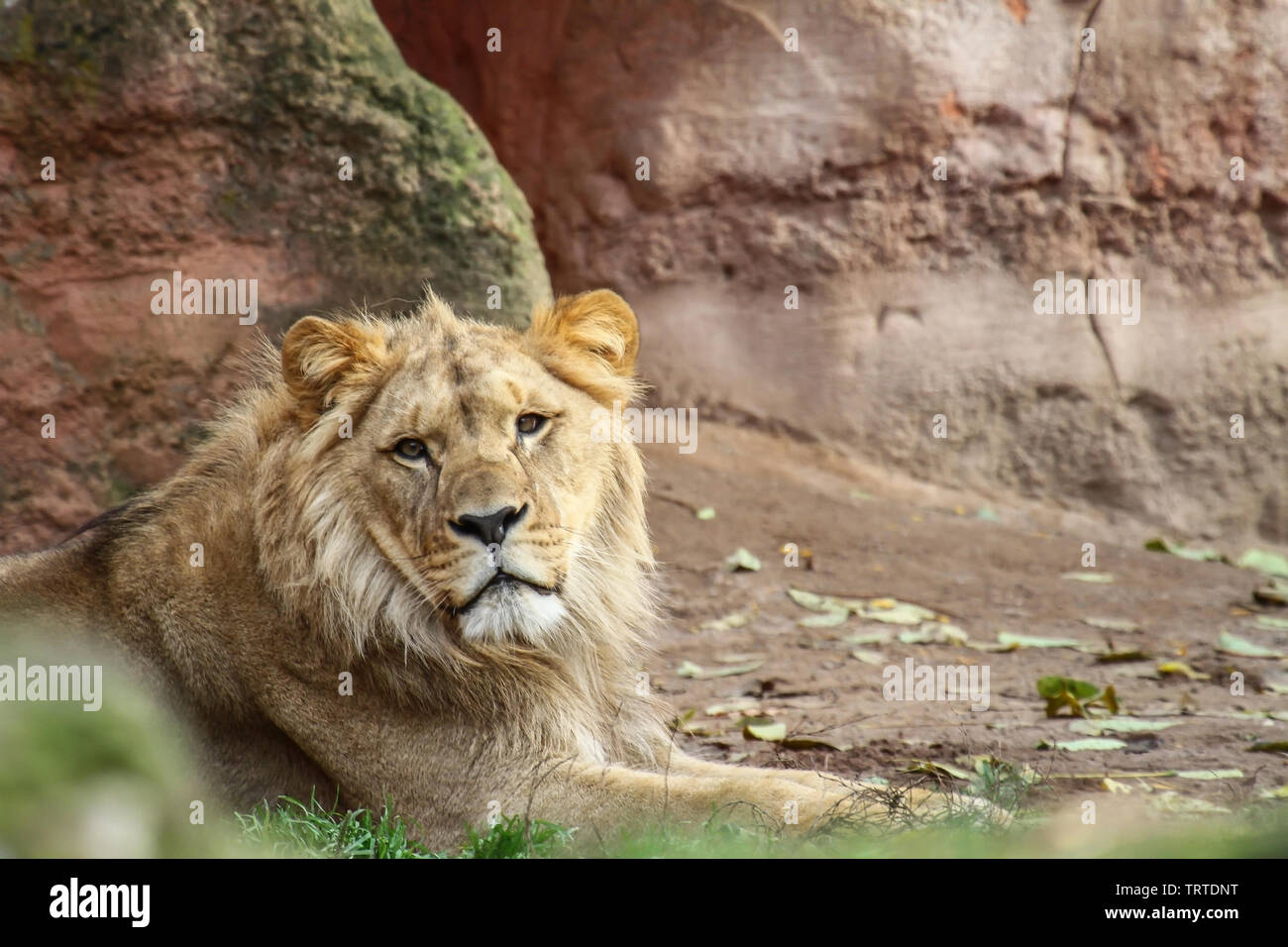 Male lion red mane hi-res stock photography and images - Alamy