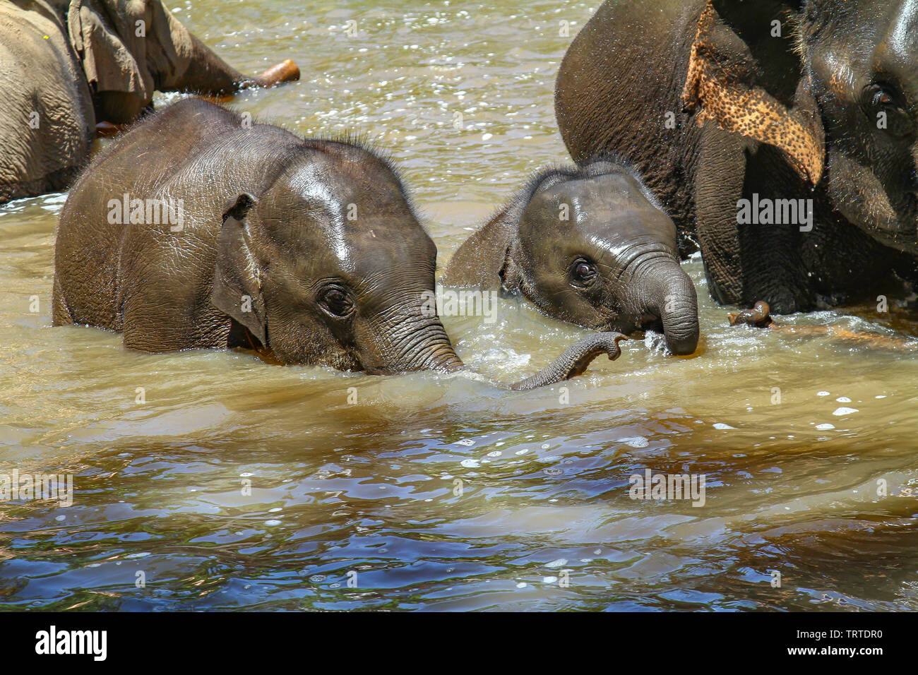 Elephants bathing play water mud hi-res stock photography and images ...