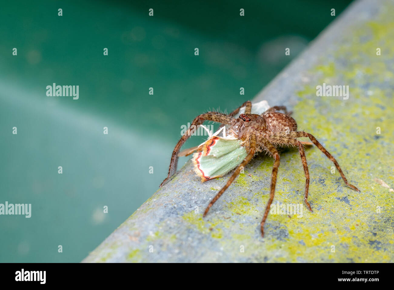 Macro of large Australian huntsman spider, spassaridae, with prey, in ...