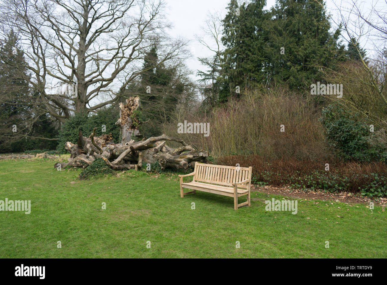A park bench at an old dead tree Stock Photo - Alamy