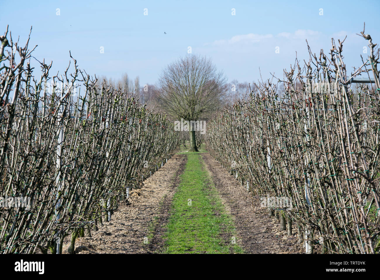 Apple Orchard Rows