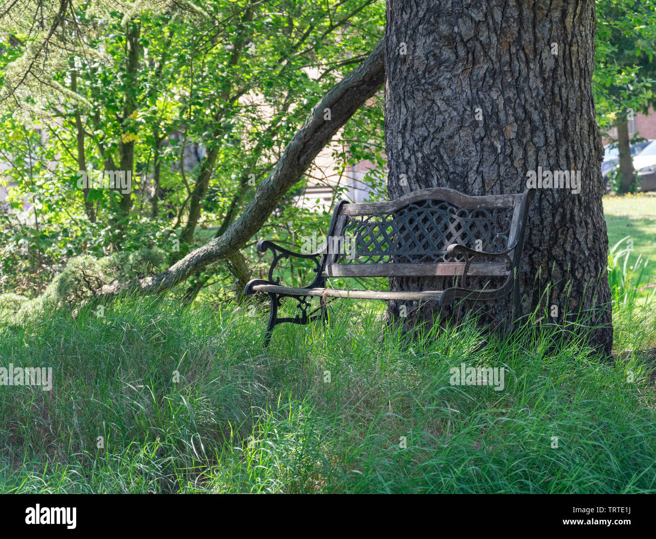 Old bench that leans against an old big tree Stock Photo - Alamy