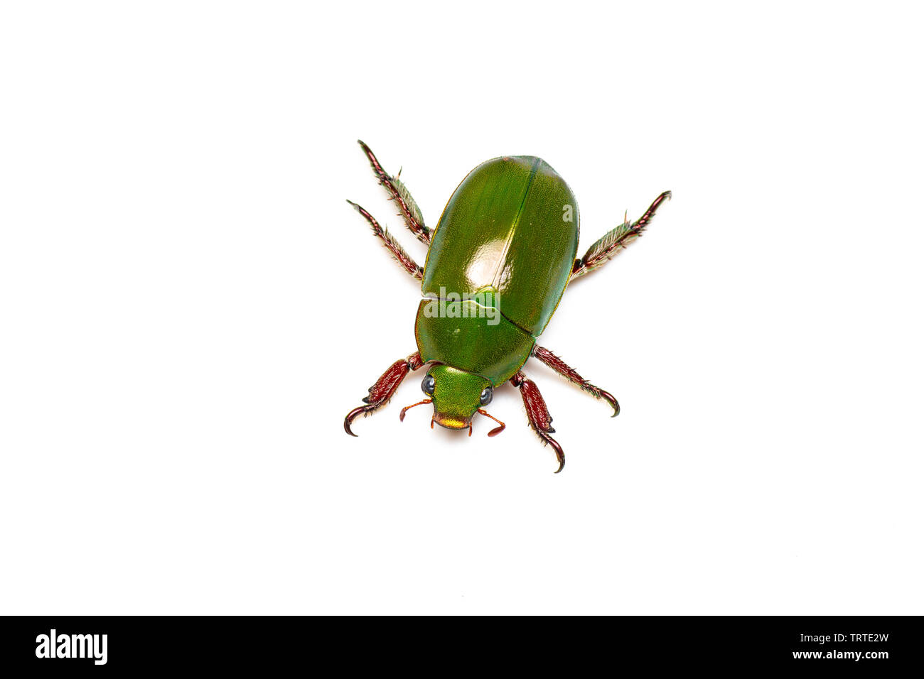 Green and red metallic Christmas beetle, Anoplognathus sp, in tropical ...