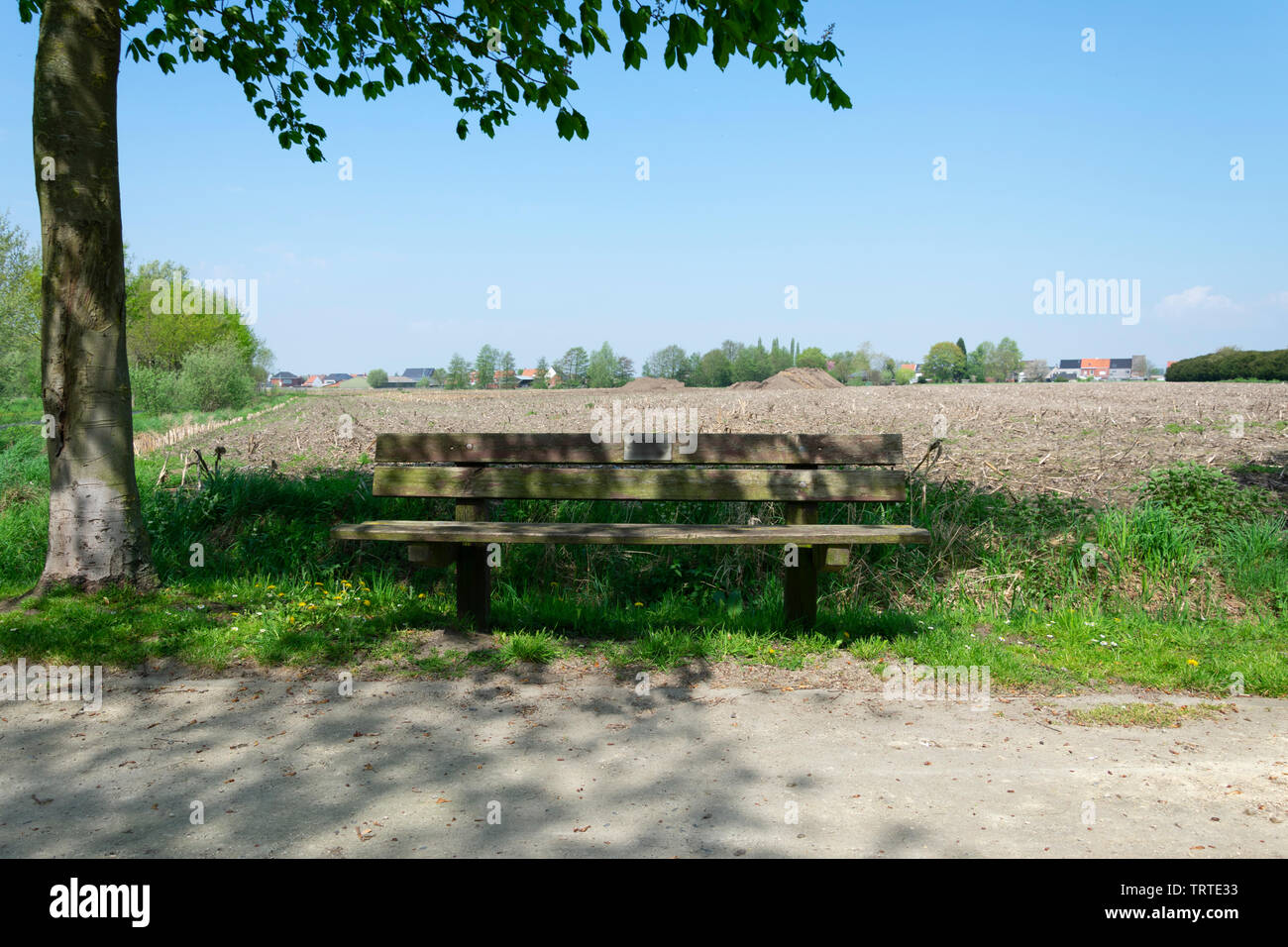 wooden bench in the shade of a tree Stock Photo - Alamy