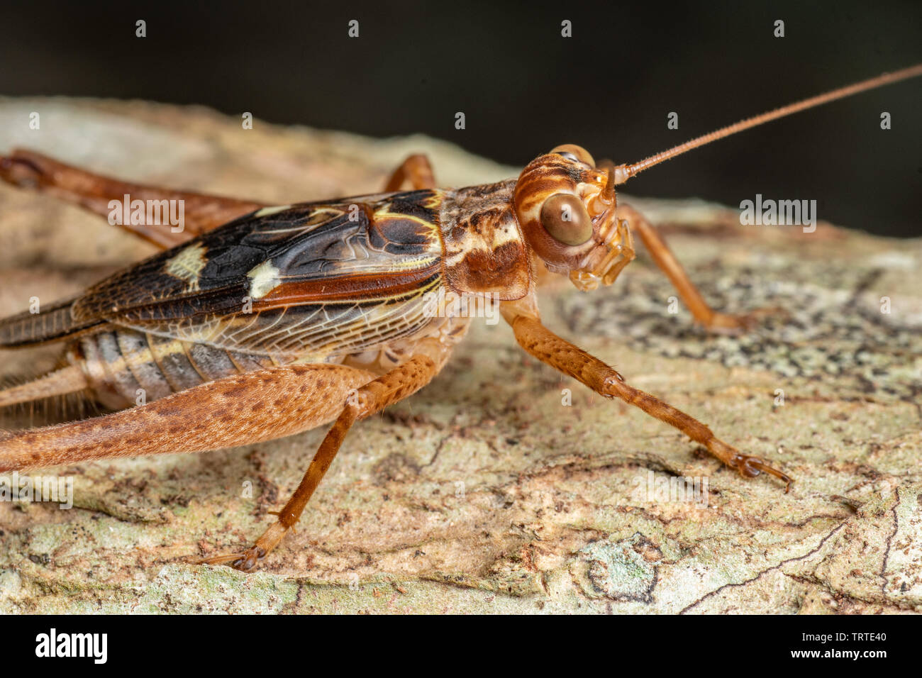 Common tree cricket hi-res stock photography and images - Alamy