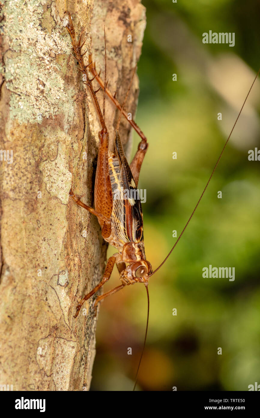 Common tree cricket hi-res stock photography and images - Alamy