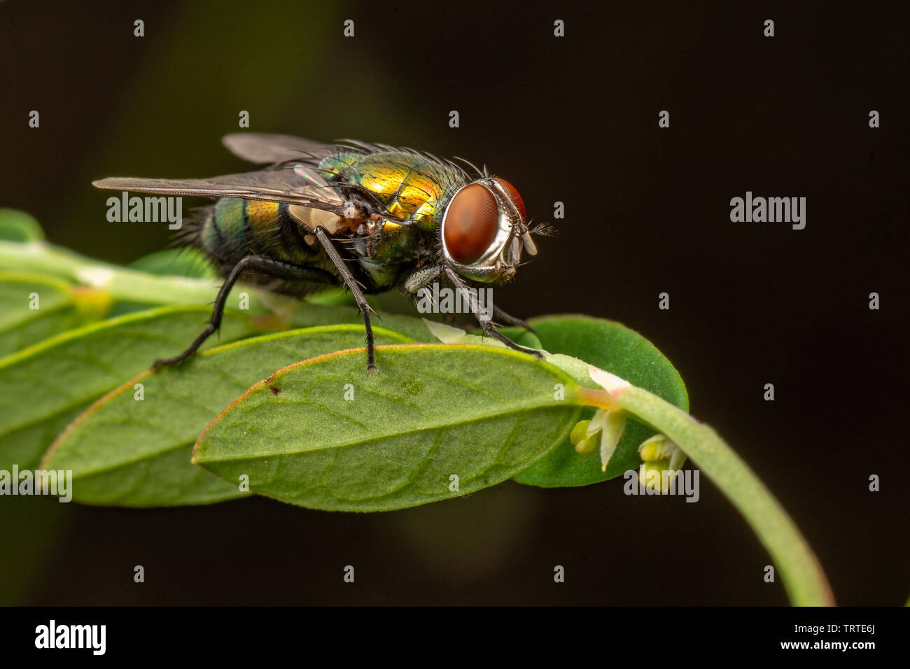 Bronze green blow fly, close up image on leaf Stock Photo - Alamy
