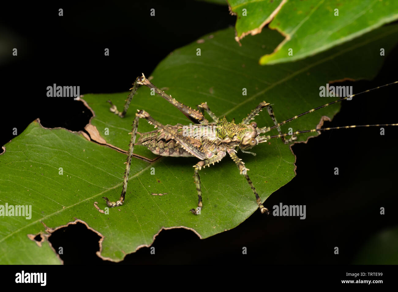 Herbivore spiny hi-res stock photography and images - Alamy