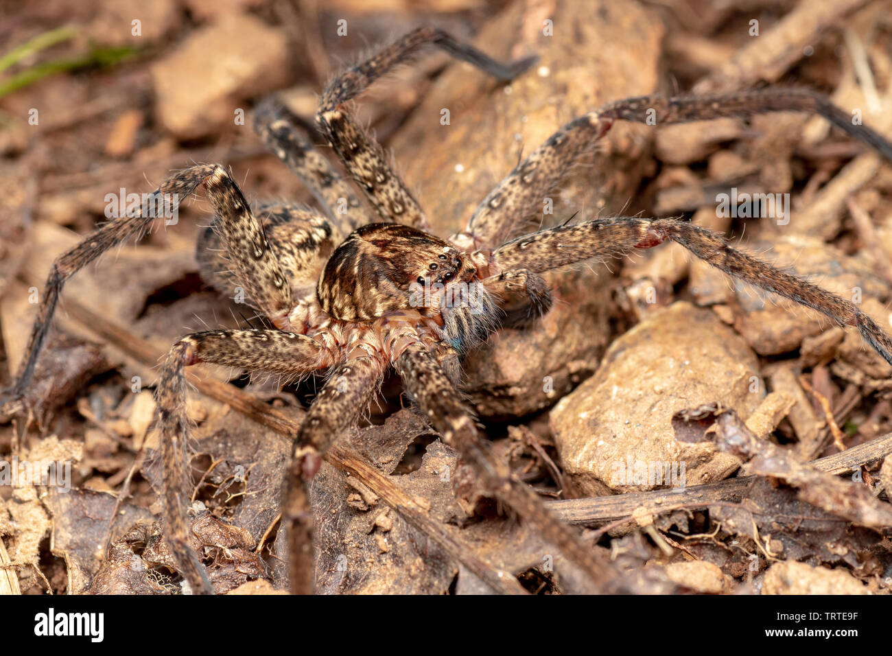 Macro of large Australian huntsman spider, spassaridae, in tropical ...