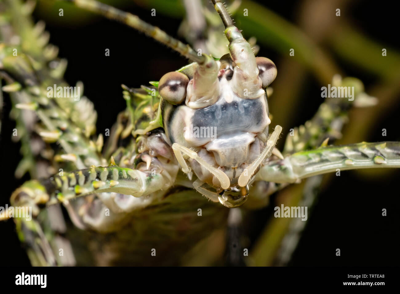 Herbivore spiny hi-res stock photography and images - Alamy